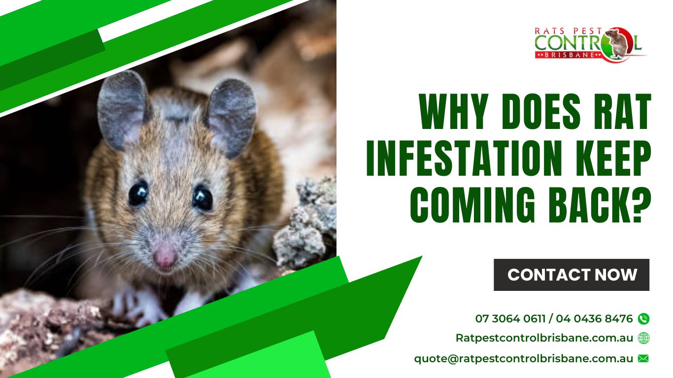 24/7 Rat Pest Control Services Near You - Get Rid of Rats Today!